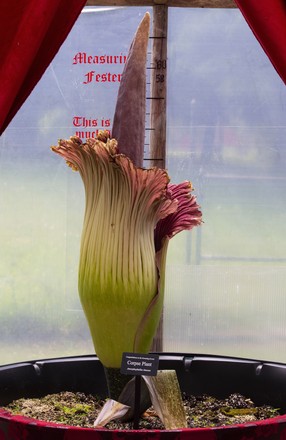 Bloom Corpse Flower Titan Arum Nicknamed Editorial Stock Photo - Stock ...
