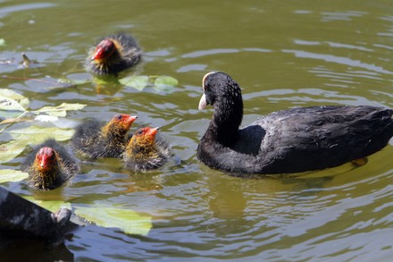 Baldcoot Chick Seen On Bank Sun Editorial Stock Photo - Stock Image ...