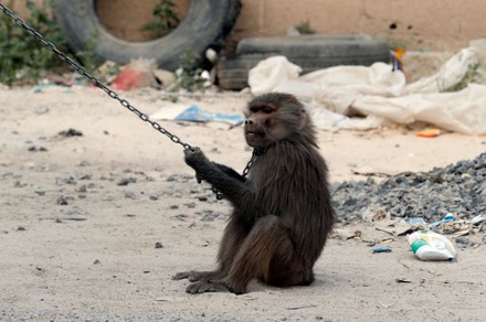 Chained Male Monkey Tugs His Chain Editorial Stock Photo - Stock Image ...