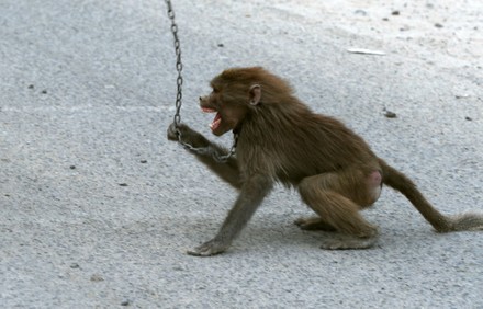 56 Chained monkey Stock Pictures, Editorial Images and Stock Photos ...