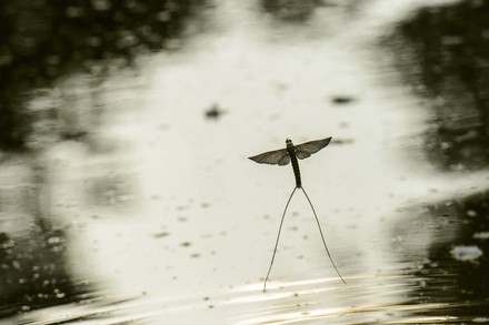 Mayfly Palingenia Longicauda Ephemeron Flies Above Editorial Stock ...