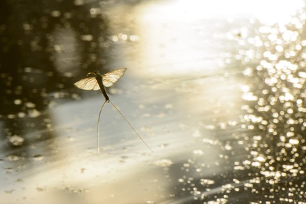 Mayfly Palingenia Longicauda Ephemeron Flies Above Editorial Stock ...
