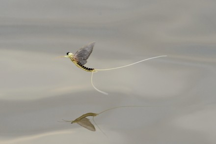 Mayfly Palingenia Longicauda Ephemeron Flies Above Editorial Stock ...