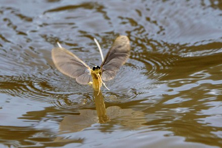 Mayfly Palingenia Longicauda Ephemeron Flies Above Editorial Stock ...