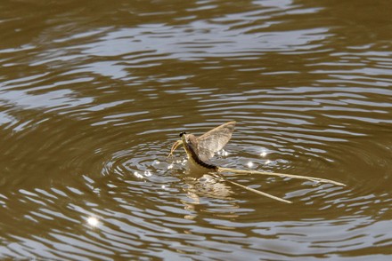 Mayfly Palingenia Longicauda Ephemeron Floats On Editorial Stock Photo ...