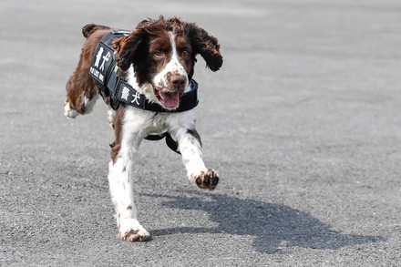 Sniffer Dog Hei Sa Takes Part Editorial Stock Photo - Stock Image ...