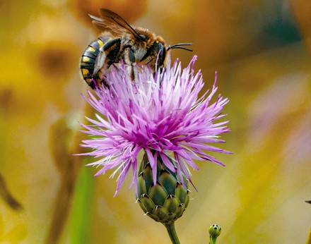 Paris Pollinating Insects Hymenoptera Bees Wasps Editorial Stock Photo ...