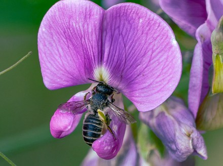 Paris Pollinating Insects Hymenoptera Bees Wasps Editorial Stock Photo ...