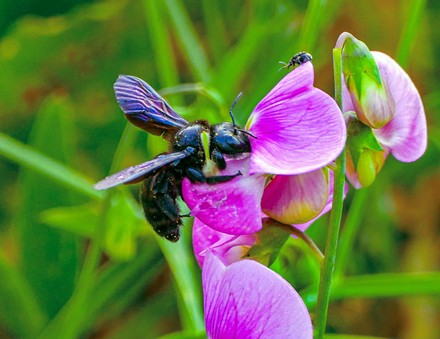 Paris Pollinating Insects Hymenoptera Bees Wasps Editorial Stock Photo ...