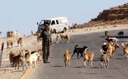 Jordanian Stray Dog Keeper Issam Sawalqah Editorial Stock Photo - Stock ...