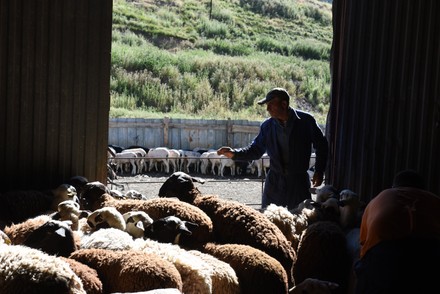 Shepherd His Flock During Shearing Farm Editorial Stock Photo - Stock ...