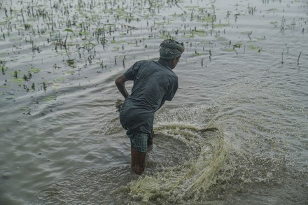 Bangladeshi Farmers Seen Washing Jute Water Editorial Stock Photo - Stock Image | Shutterstock