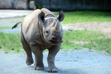 Black Rhino Cub Play Dog Outdoor Editorial Stock Photo - Stock Image ...