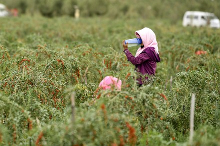 Goji Berry Pickers Work Goji Berry Editorial Stock Photo - Stock Image ...