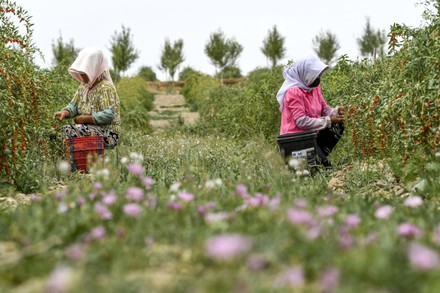 Goji Berry Pickers Work Goji Berry Editorial Stock Photo - Stock Image ...