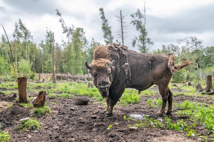 European Bison, Wildwood Trust in Herne bay, Kent, UK - 09 Jul 2020 ...
