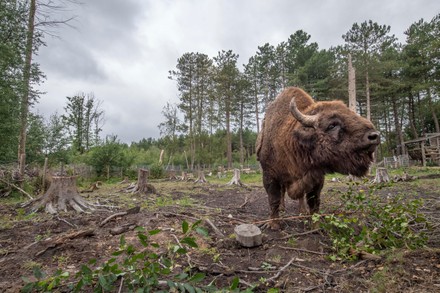 European Bison, Wildwood Trust in Herne bay, Kent, UK - 09 Jul 2020 ...