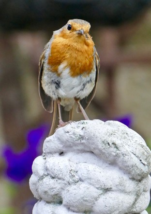 Robin Hops Around Pretty Garden On Editorial Stock Photo - Stock Image ...