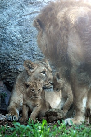 New Born Asiatic Lion Cubs Parents Editorial Stock Photo - Stock Image ...
