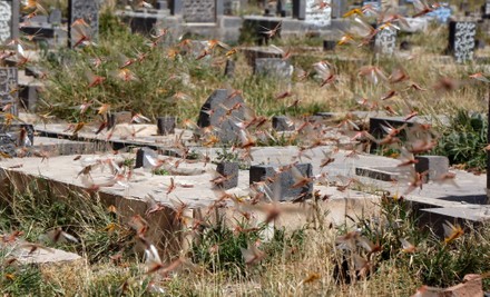 Swarm Desert Locusts Fly Toward Ground Editorial Stock Photo - Stock ...