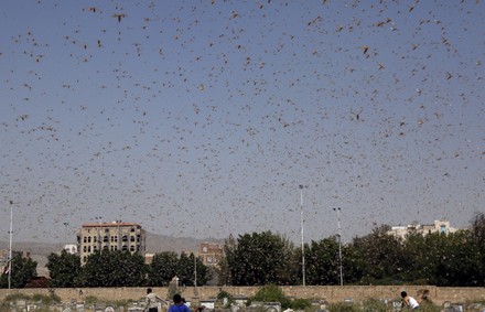 Swarm Desert Locusts Fly Air Sanaa Editorial Stock Photo - Stock Image ...