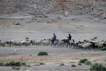 Palestinian Shepherds Lead Their Goats Sheep Editorial Stock Photo ...