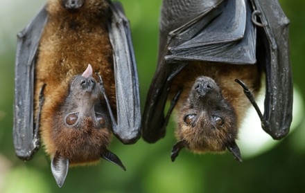 750 Flying fox Stock Pictures, Editorial Images and Stock Photos ...
