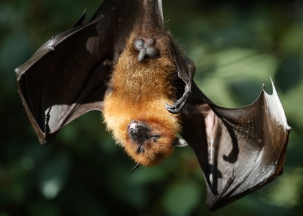 750 Flying fox Stock Pictures, Editorial Images and Stock Photos ...