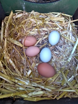 Eggs Layed By Families Chickens a Editorial Stock Photo - Stock Image ...