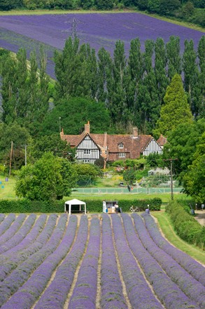 Kent lavender weather, Sevenoaks, Kent, UK - 15 Jul 2020 Stock Pictures ...