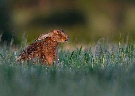 Whats This Brown Hare Bears Striking Editorial Stock Photo - Stock ...