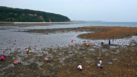 22 Beachcombing Stock Pictures, Editorial Images and Stock Photos ...