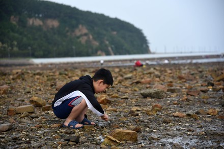 22 Beachcombing Stock Pictures, Editorial Images and Stock Photos ...