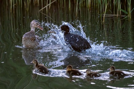 Mother Duck Her Duckling a Bird Editorial Stock Photo - Stock Image ...