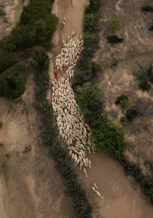 Farmers Lead Huge Flock Sheep Through Editorial Stock Photo - Stock ...