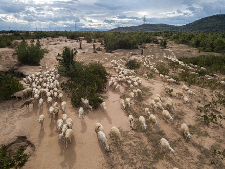 Farmers Lead Huge Flock Sheep Through Editorial Stock Photo - Stock ...