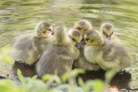Gaggle Goslings Huddle Together Share Their Editorial Stock Photo ...