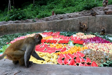 A thousand wild macaques feast on frozen peaches to cool off the heat ...
