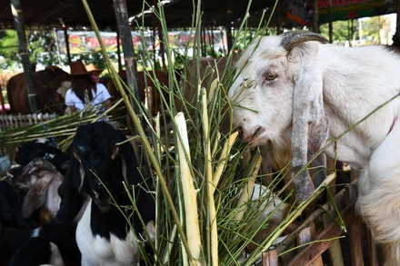 Goats Feeds Grass Traditional Livestock Ahead Editorial Stock Photo ...