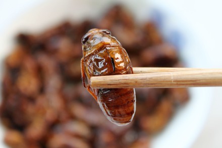 Fried Cicada Monkey Seen Residents Home Editorial Stock Photo - Stock ...