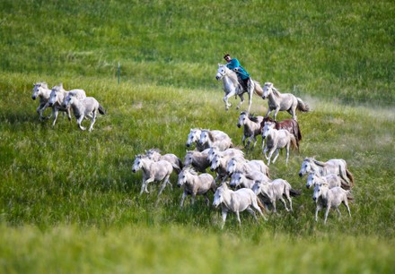 Herdsman Lassoes Horses During Cultural Demonstration Editorial Stock ...