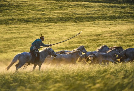 Herdsman Lassoes Horses During Cultural Demonstration Editorial Stock ...