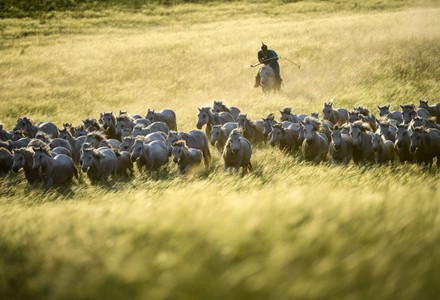 Herdsman Lassoes Horses During Cultural Demonstration Editorial Stock ...