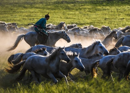 Herdsman Lassoes Horses During Cultural Demonstration Editorial Stock ...
