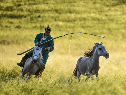 Herdsman Lassoes Horses During Cultural Demonstration Editorial Stock ...