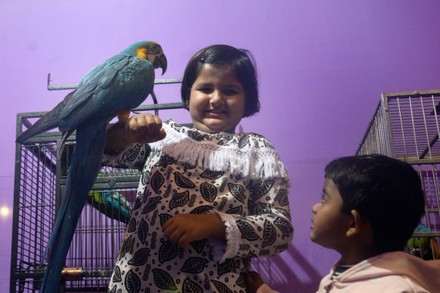 Indian Children Hold Macaw Birds During Editorial Stock Photo - Stock ...
