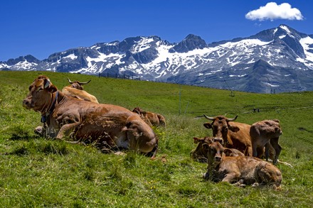 Cattle On Pyrenees Mountains Editorial Stock Photo - Stock Image ...