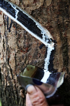 Raw Lacquer Traditional Raw Material That Editorial Stock Photo - Stock ...