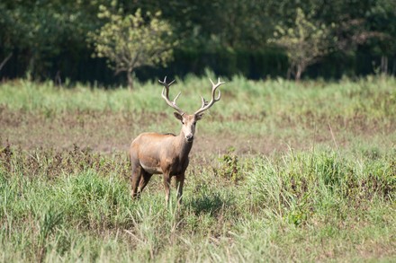 __COUNT__ China Hunan Yueyang Milu Deer Rescue - 07 Aug 2020 Stock ...