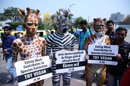 Volunteers Painted Body Tiger Zebra Giraffe Editorial Stock Photo ...